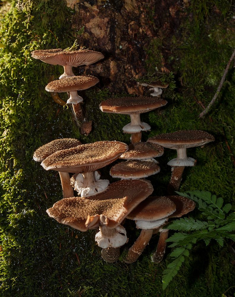 Pilze Foto & Bild | pflanzen, pilze & flechten, pilze & flechten, natur ...