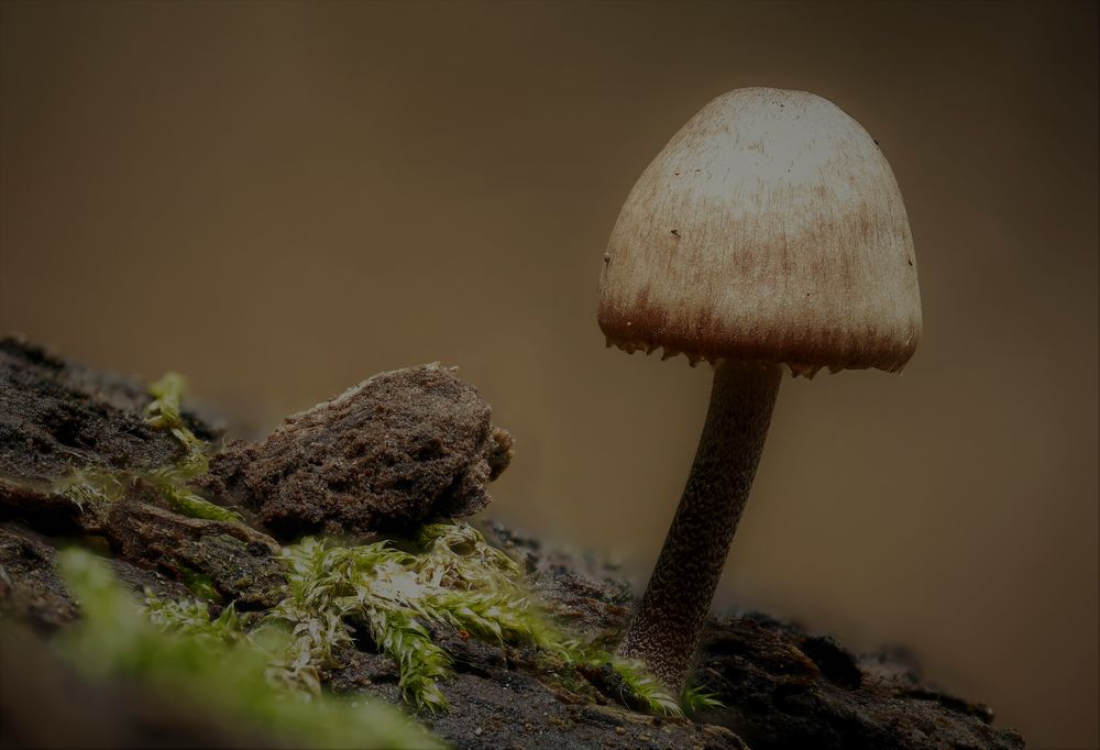 Pilze Foto & Bild | pflanzen, pilze & flechten, pilze, makro Bilder auf fotocommunity