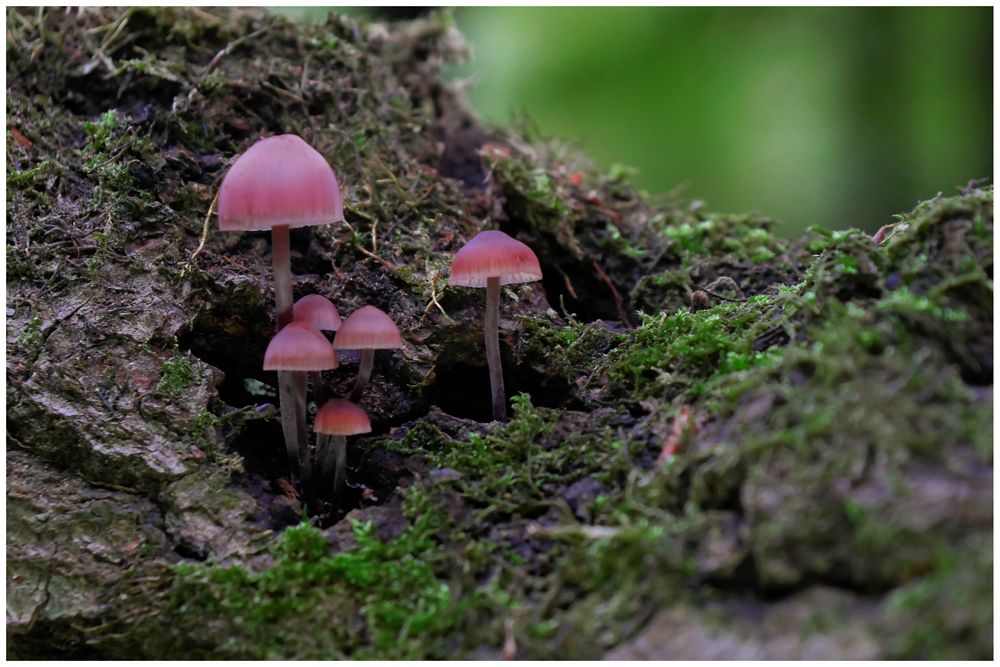 Pilze Foto & Bild | pflanzen, pilze & flechten, pilze & flechten, jahreszeiten Bilder auf ...