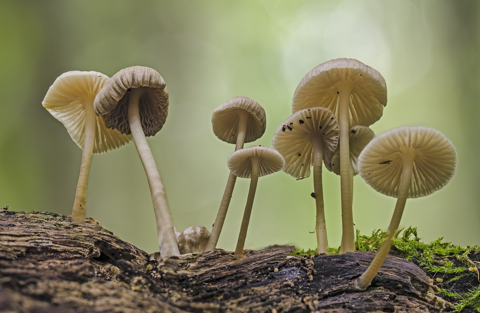 Pilze Foto & Bild | pflanzen, pilze & flechten, pilze, wald Bilder auf ...