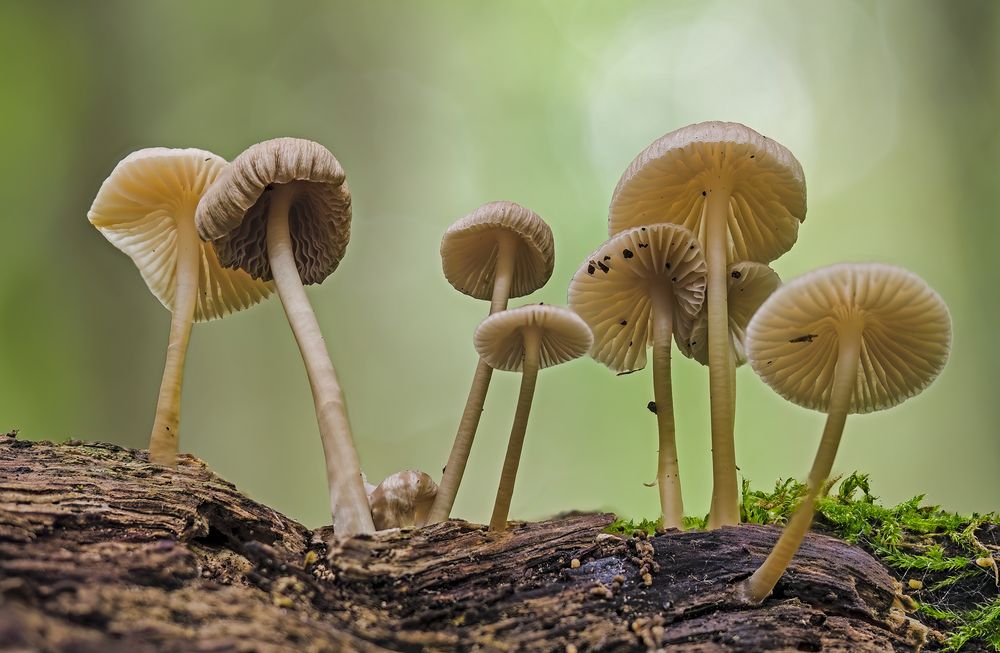 Pilze Foto & Bild | pflanzen, pilze & flechten, pilze, wald Bilder auf fotocommunity