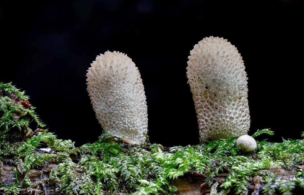 Pilze Foto & Bild | pflanzen, pilze & flechten, pilze, wald Bilder auf fotocommunity