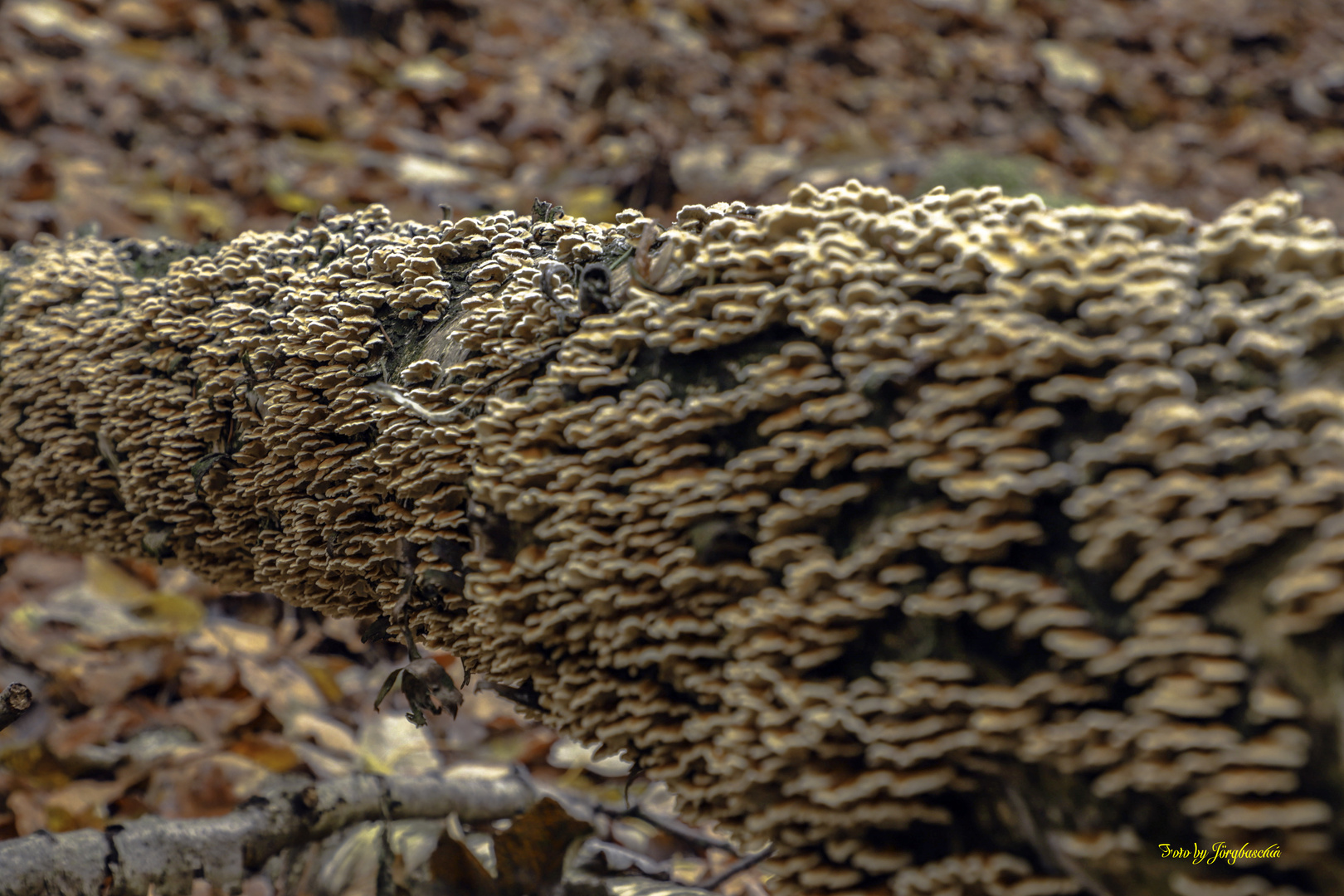 Pilze am Baum Foto & Bild | landschaft, fotos, natur Bilder auf ...