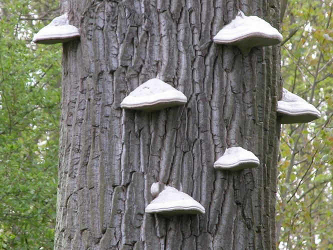 Pilze am Baum Foto & Bild | pflanzen, pilze & flechten, pilze ...