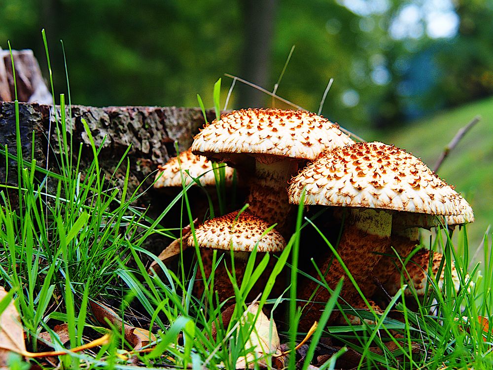 Pilze am Baumstumpf Foto & Bild | pflanzen, pilze & flechten, pilze & flechten, jahreszeiten ...