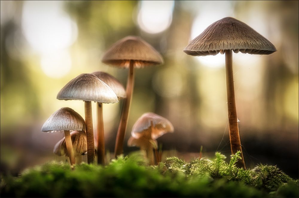 Pilze auf einem liegenden Baumstamm Foto & Bild | pflanzen, pilze ...