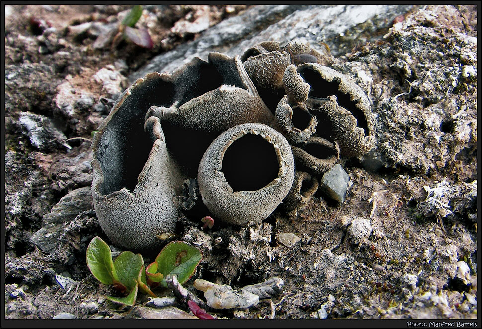 Pilze aus der Arktis... Foto & Bild | pflanzen, pilze & flechten, pilze ... Pilze aus der Arktis... Foto & Bild | pflanzen, pilze & flechten, pilze ...