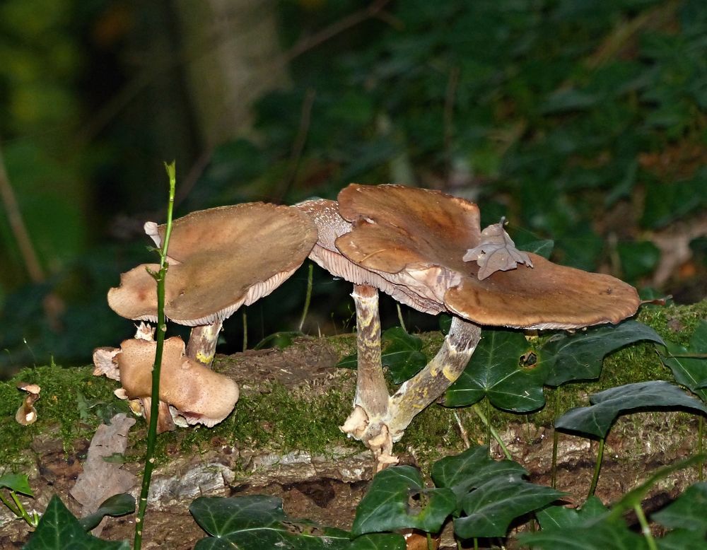 PILZE Foto & Bild | pflanzen, pilze & flechten, pilze & flechten, jahreszeiten Bilder auf ...