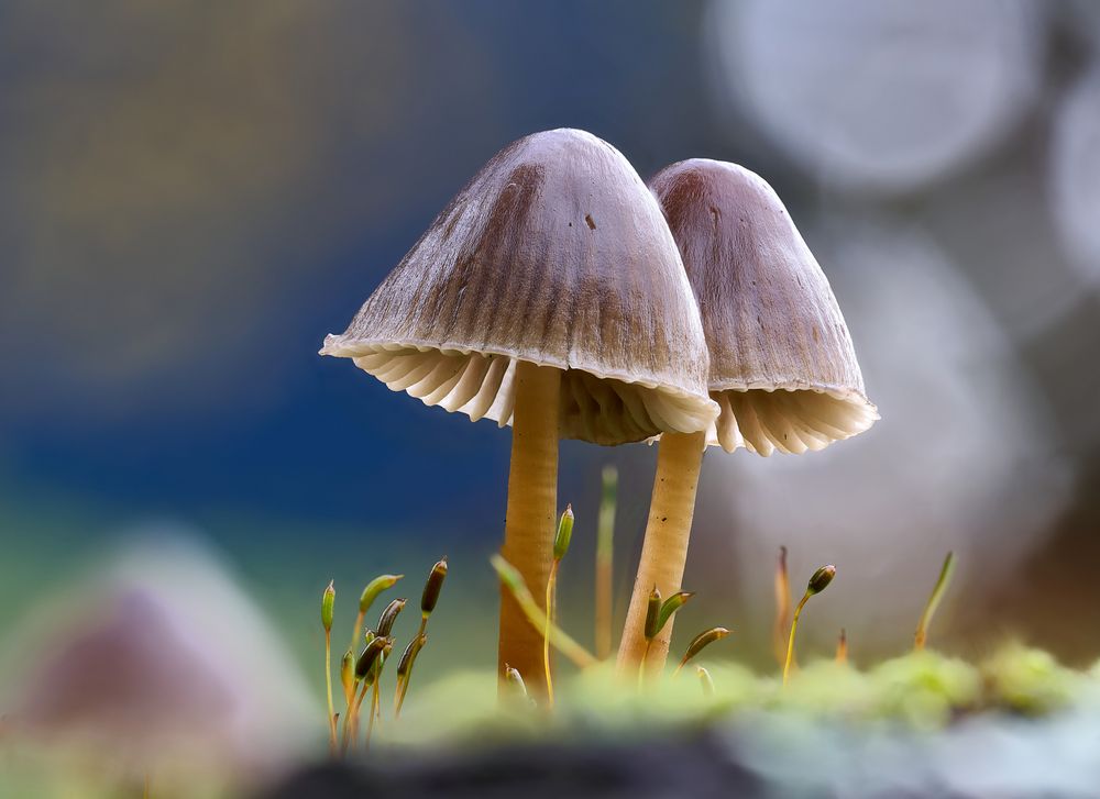 Pilze beschirmen Moossporenkapseln Foto & Bild | pflanzen, pilze & flechten, pilze & flechten ...