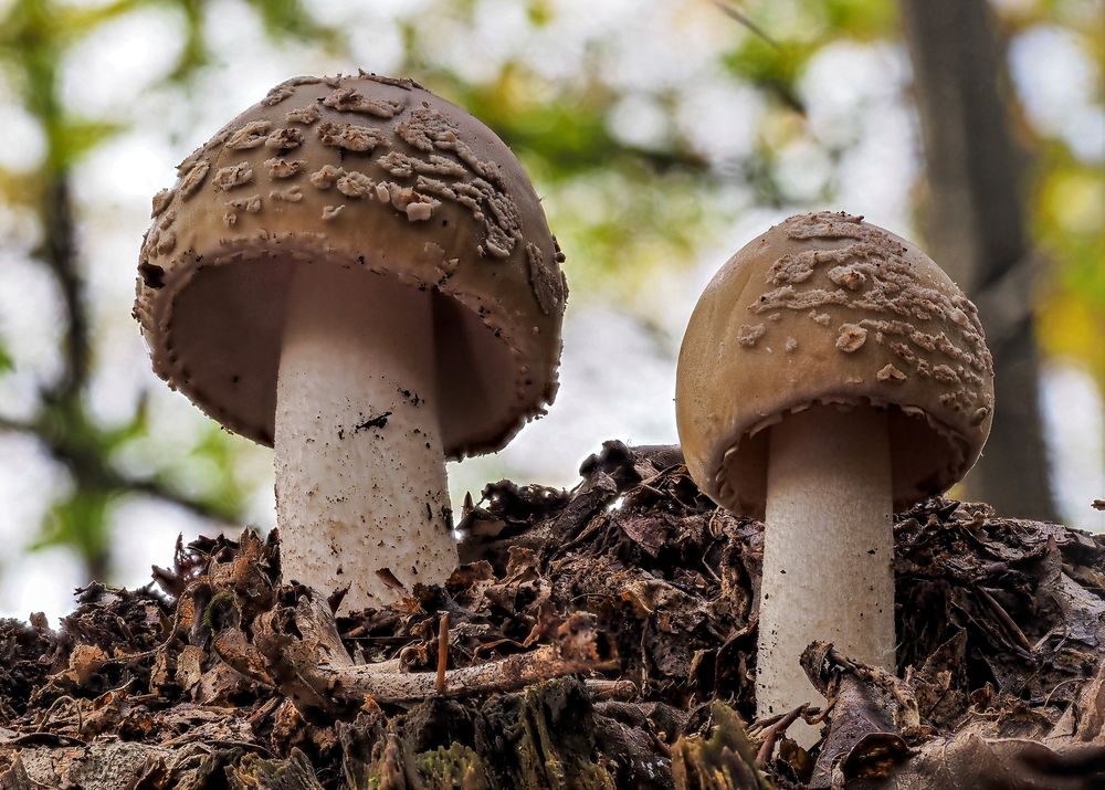 Pilze Foto & Bild | pflanzen, pilze & flechten, pilze, natur Bilder auf fotocommunity