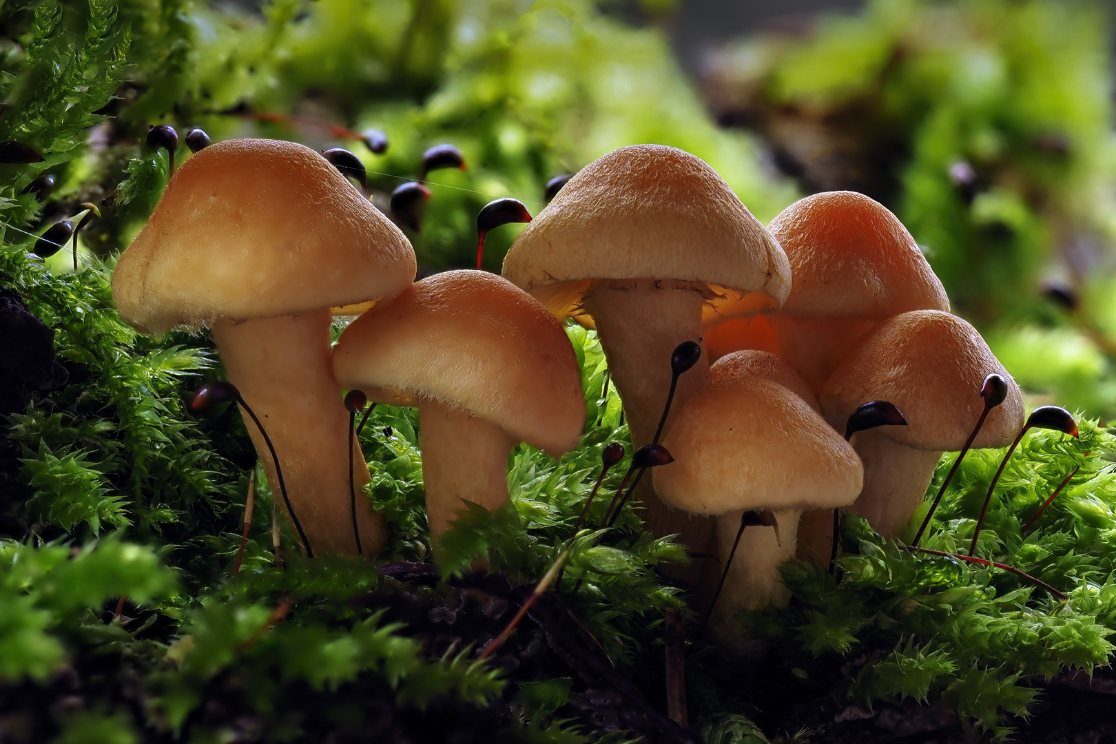 Pilze Foto & Bild | pflanzen, pilze & flechten, pilze, pilzecke Bilder auf fotocommunity