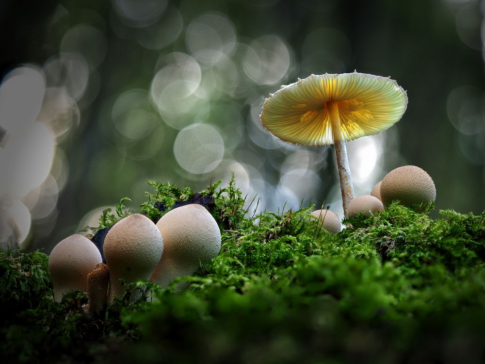 Pilze Foto & Bild | pflanzen, pilze & flechten, landschaft, pilze ... Pilze Foto & Bild | pflanzen, pilze & flechten, landschaft, pilze ...