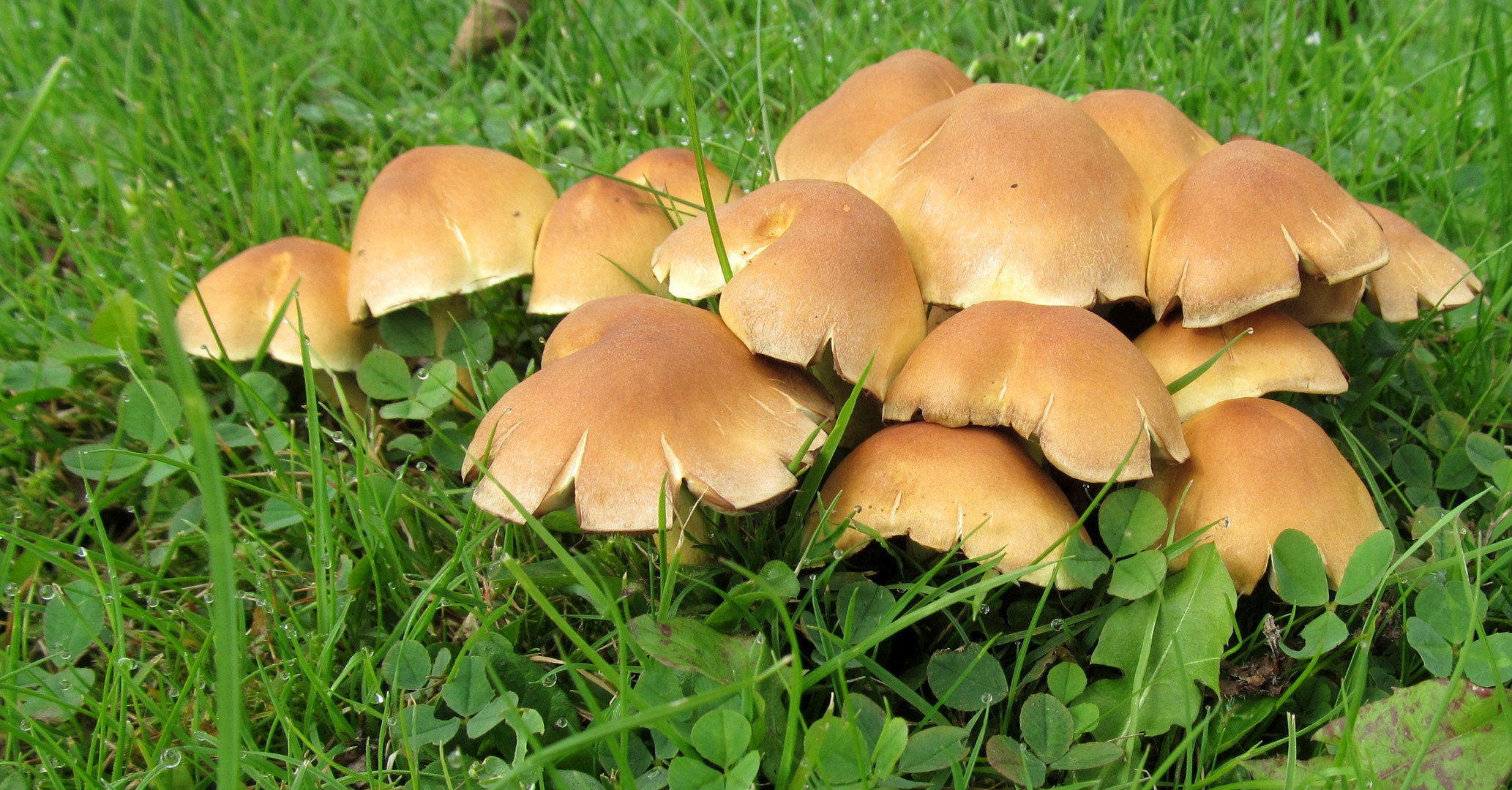 Pilze ... Foto & Bild | nature, gras, natur Bilder auf fotocommunity