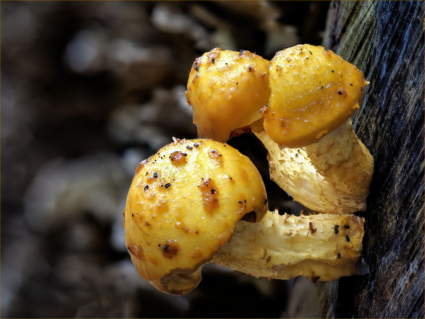 Pilze Foto & Bild | pflanzen, pilze & flechten, pilze, natur Bilder auf fotocommunity