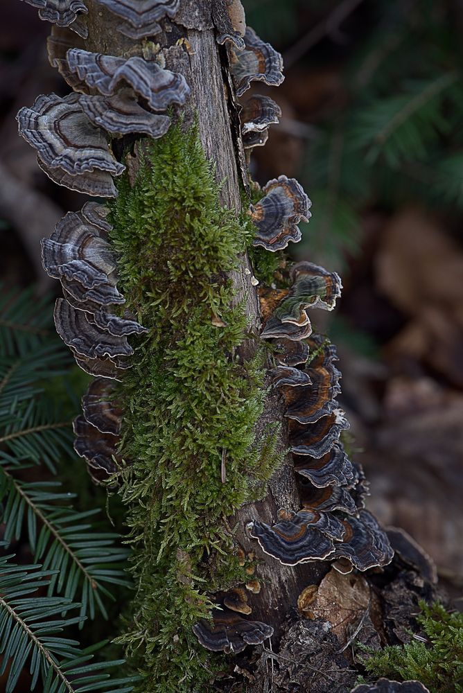 Pilze Hochhaus an Baumstamm Foto & Bild | pflanzen, pilze & flechten, pilze & flechten, natur ...