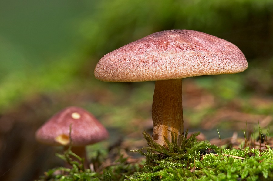 Pilze II Foto & Bild | pflanzen, pilze & flechten, pilze & flechten ...