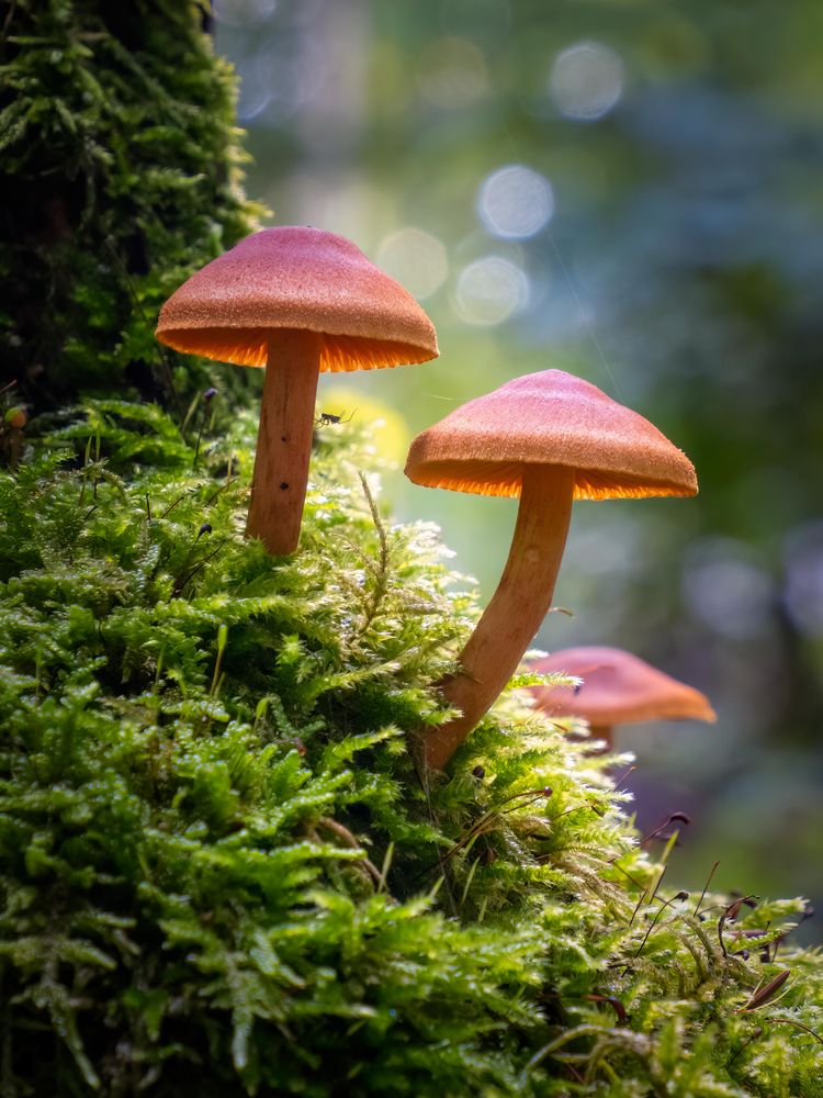 Pilze im Gegenlicht Foto & Bild | pflanzen, pilze & flechten, pilze & flechten, wald Bilder auf ...