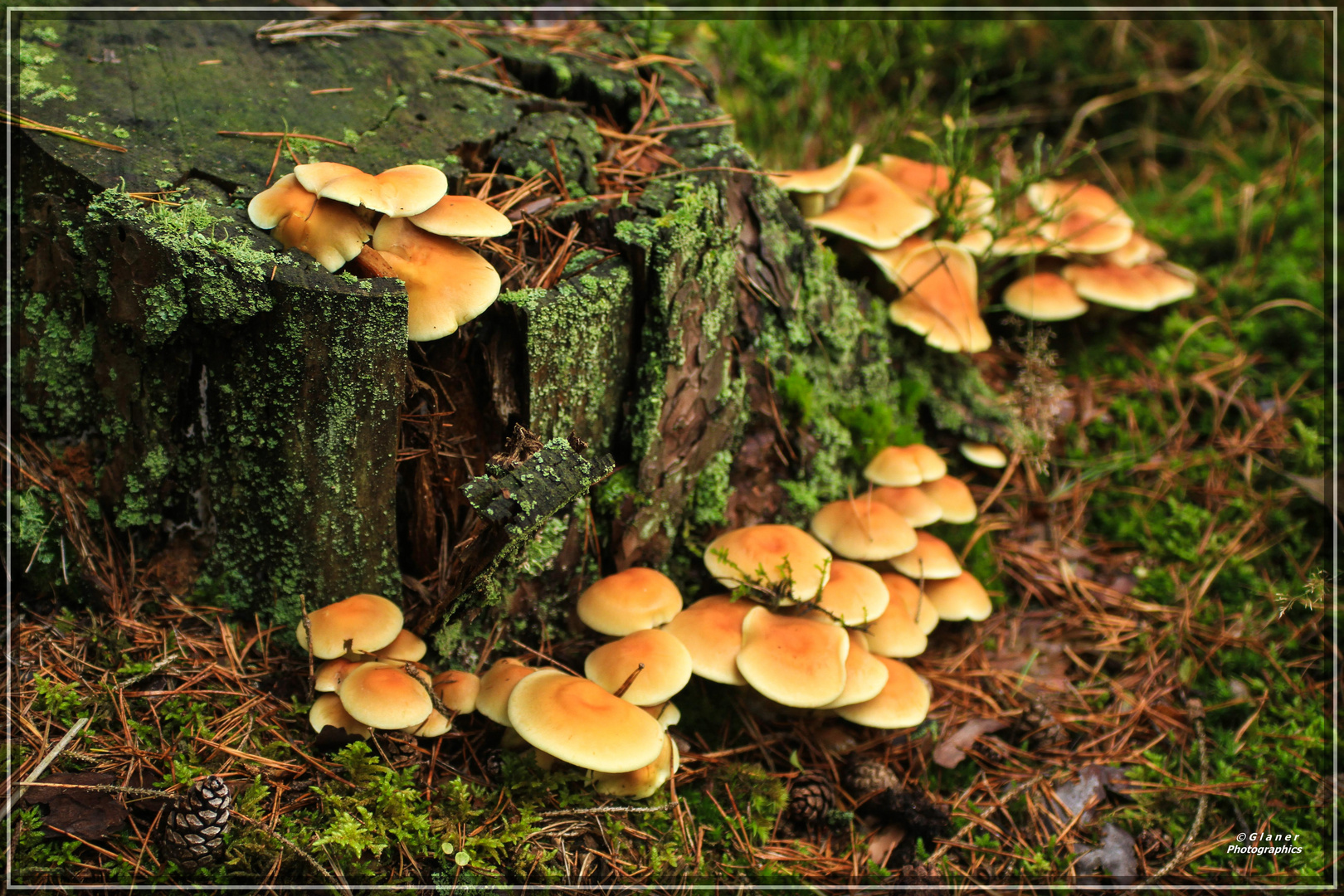 Pilze im Herbst Foto & Bild | pflanzen, pilze & flechten, pilze & flechten, makro pflanzen&tiere ...