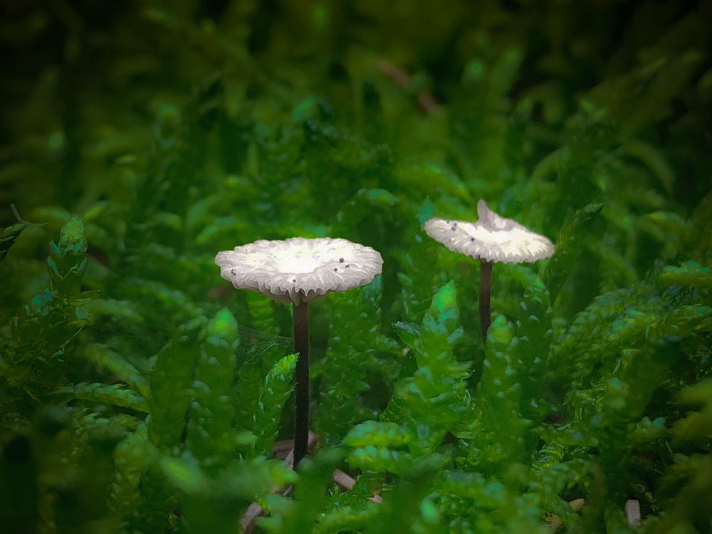 Pilze im Moos Foto & Bild | pflanzen, pilze & flechten, pilze & flechten, moose & farne Bilder ...