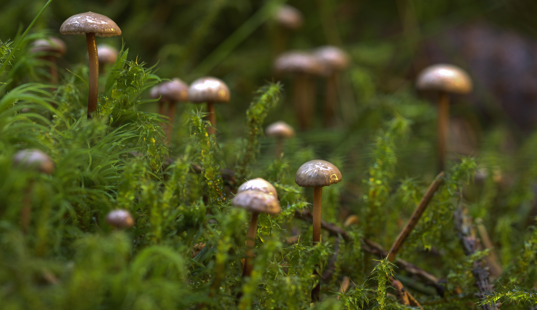 Pilze im Moos Foto & Bild | pflanzen, pilze & flechten, pilze & flechten, pilze und flechten ...