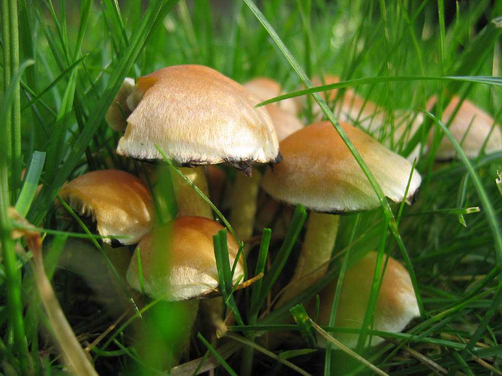 Pilze im Rasen Foto & Bild | pflanzen, pilze & flechten, pilze ...