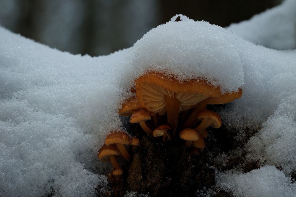 Pilze im verschneiten Wald Foto & Bild | pflanzen, pilze & flechten, landschaft, pilze ...