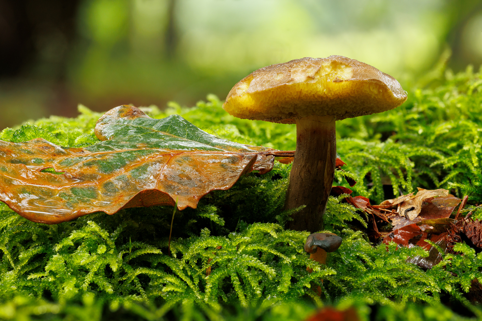 Pilze im Wald Foto & Bild | pflanzen, pilze & flechten, landschaft, pilze & flechten Bilder auf ...