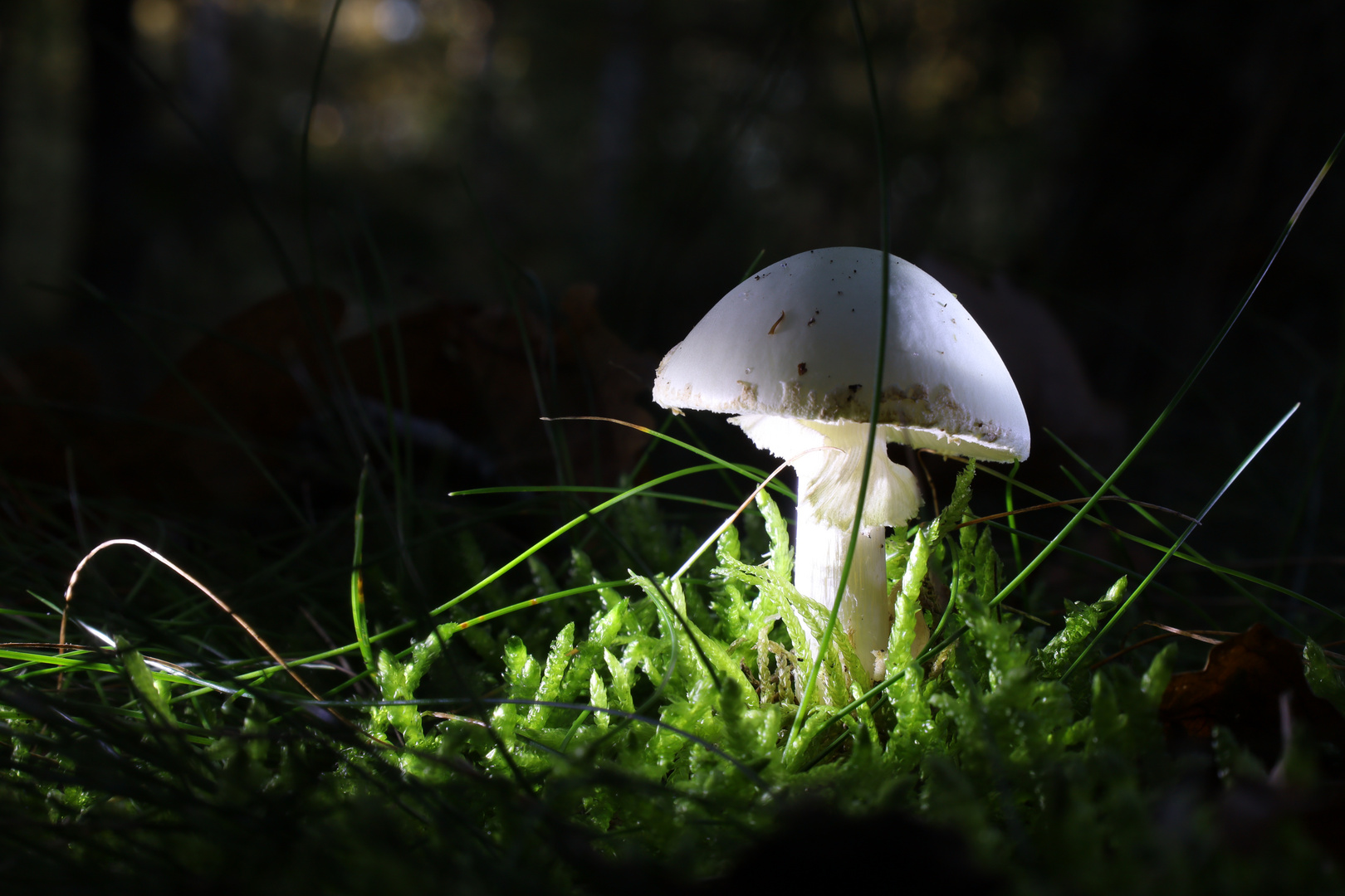 Pilze im Wald Foto & Bild | pflanzen, pilze & flechten, pilze & flechten, fotos Bilder auf ...