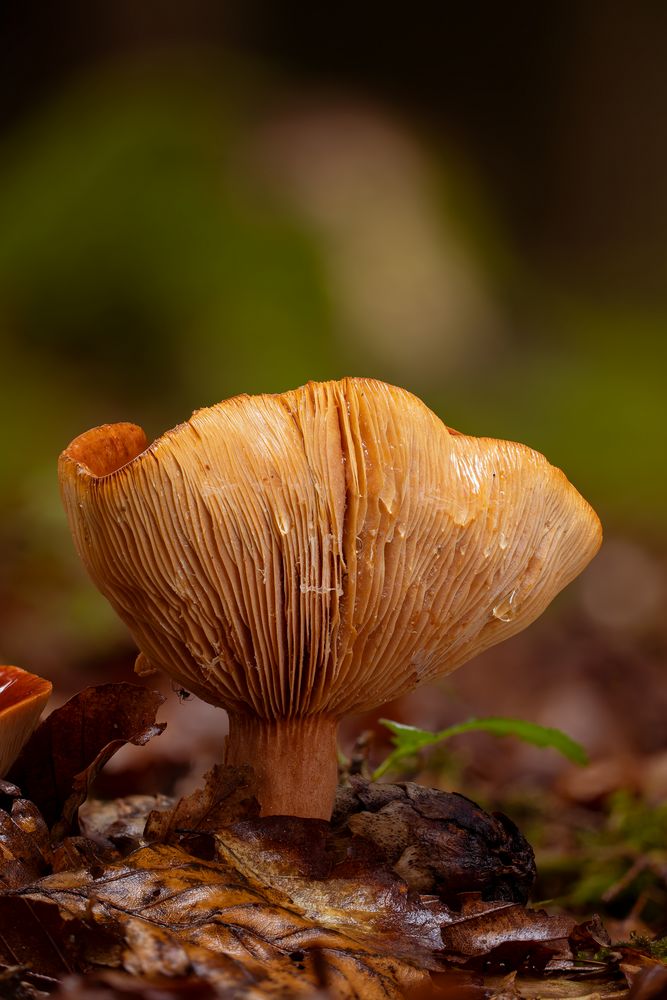 Pilze im Wald Foto & Bild | pflanzen, pilze & flechten, landschaft, pilze & flechten Bilder auf ...