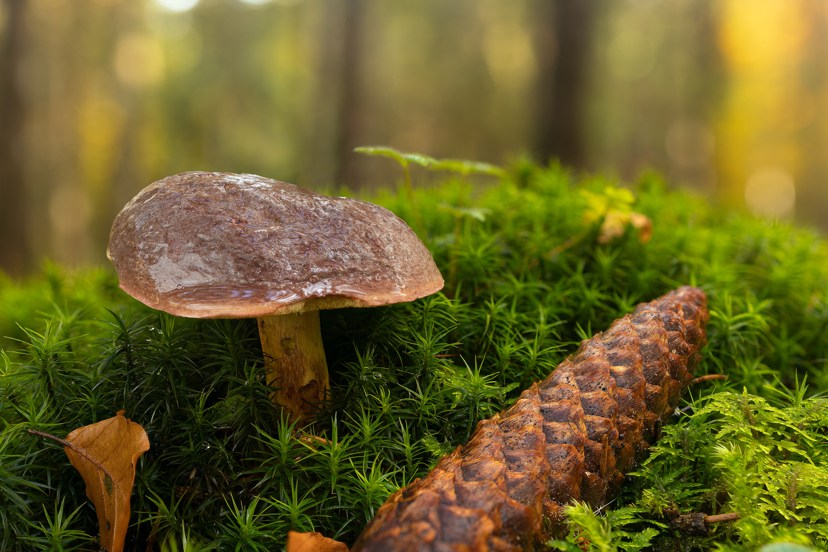 Pilze im Wald Foto & Bild | pflanzen, pilze & flechten, landschaft, pilze & flechten Bilder auf ...