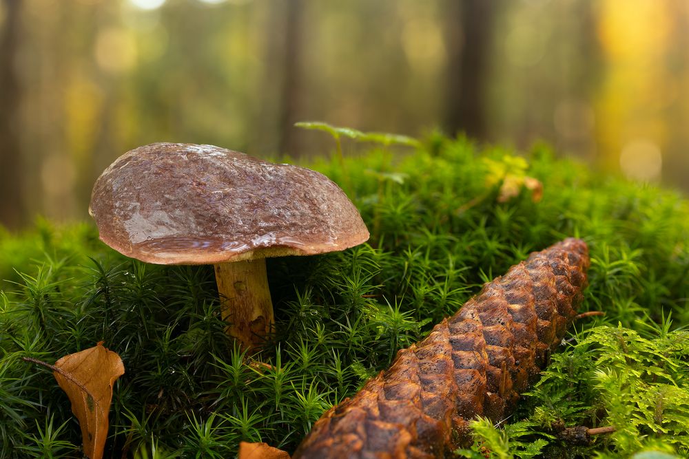 Pilze im Wald Foto & Bild | pflanzen, pilze & flechten, landschaft, pilze & flechten Bilder auf ...