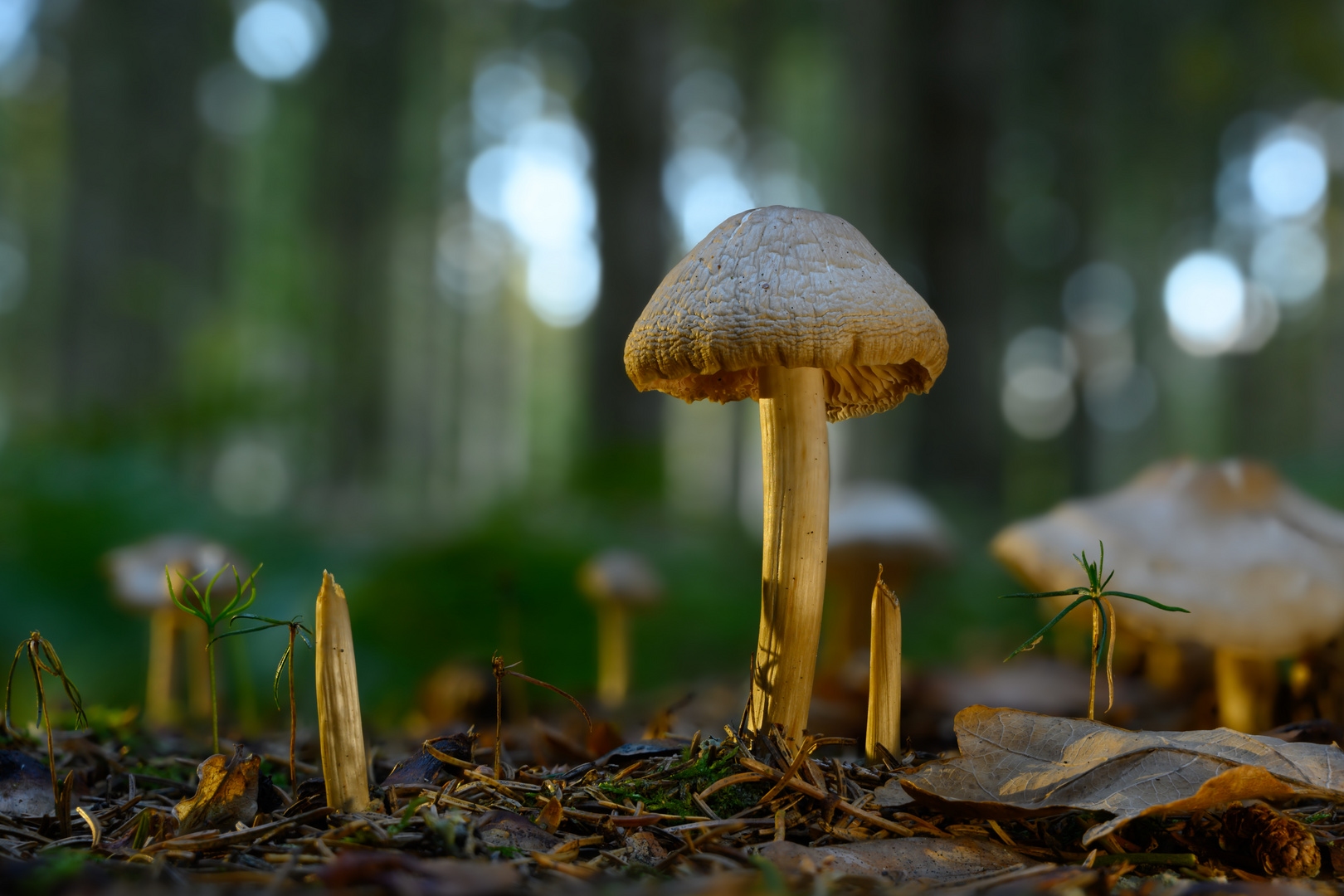 Pilze im Wald Foto & Bild | pflanzen, pilze & flechten, landschaft, pilze & flechten Bilder auf ...