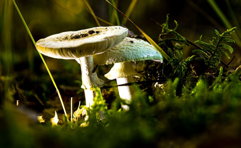 Pilze im Wald Foto & Bild | pflanzen, pilze & flechten, pilze & flechten, fotos Bilder auf ...