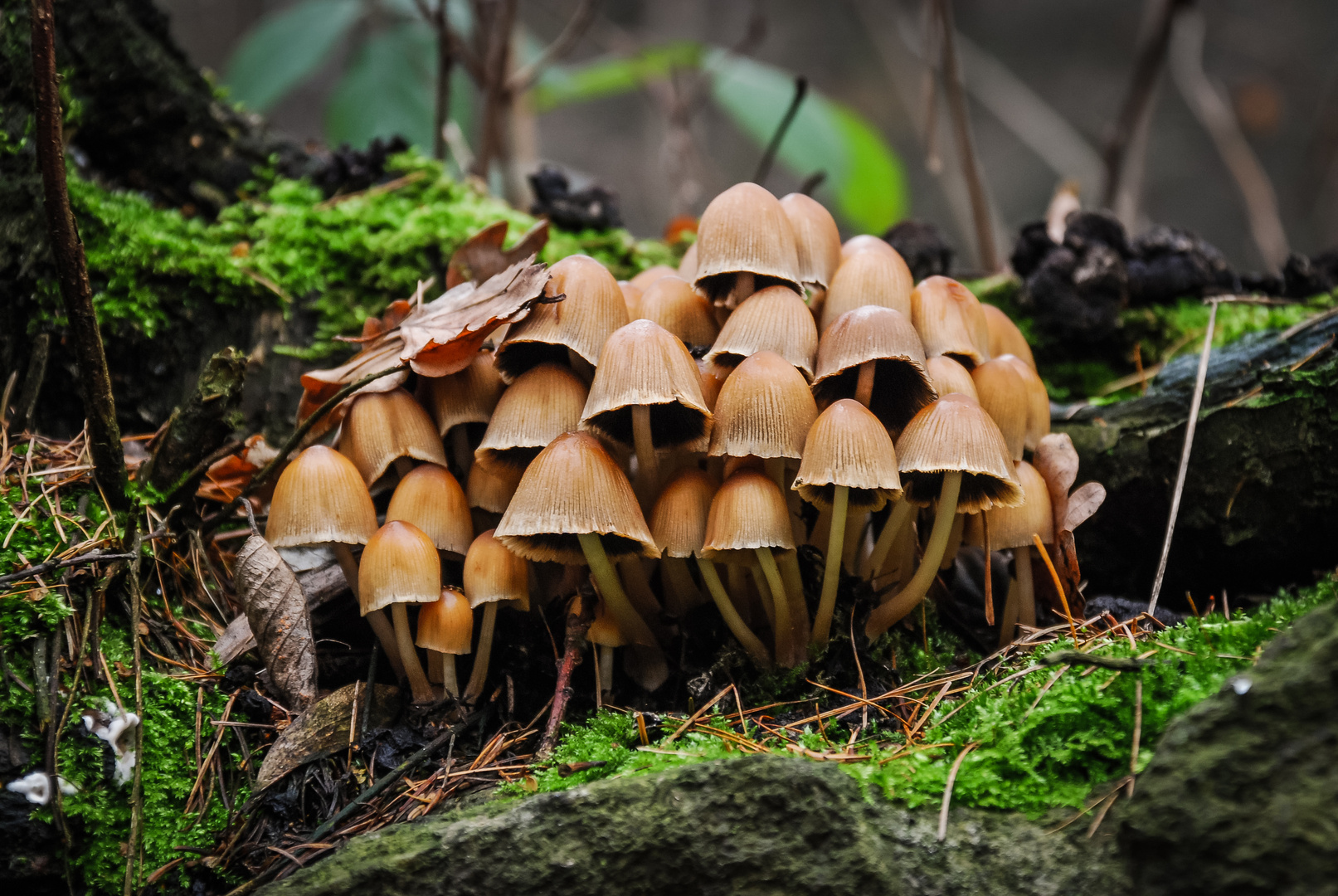 Pilze im Wald Foto & Bild | pflanzen, pilze & flechten, pilze & flechten, draußen Bilder auf ...
