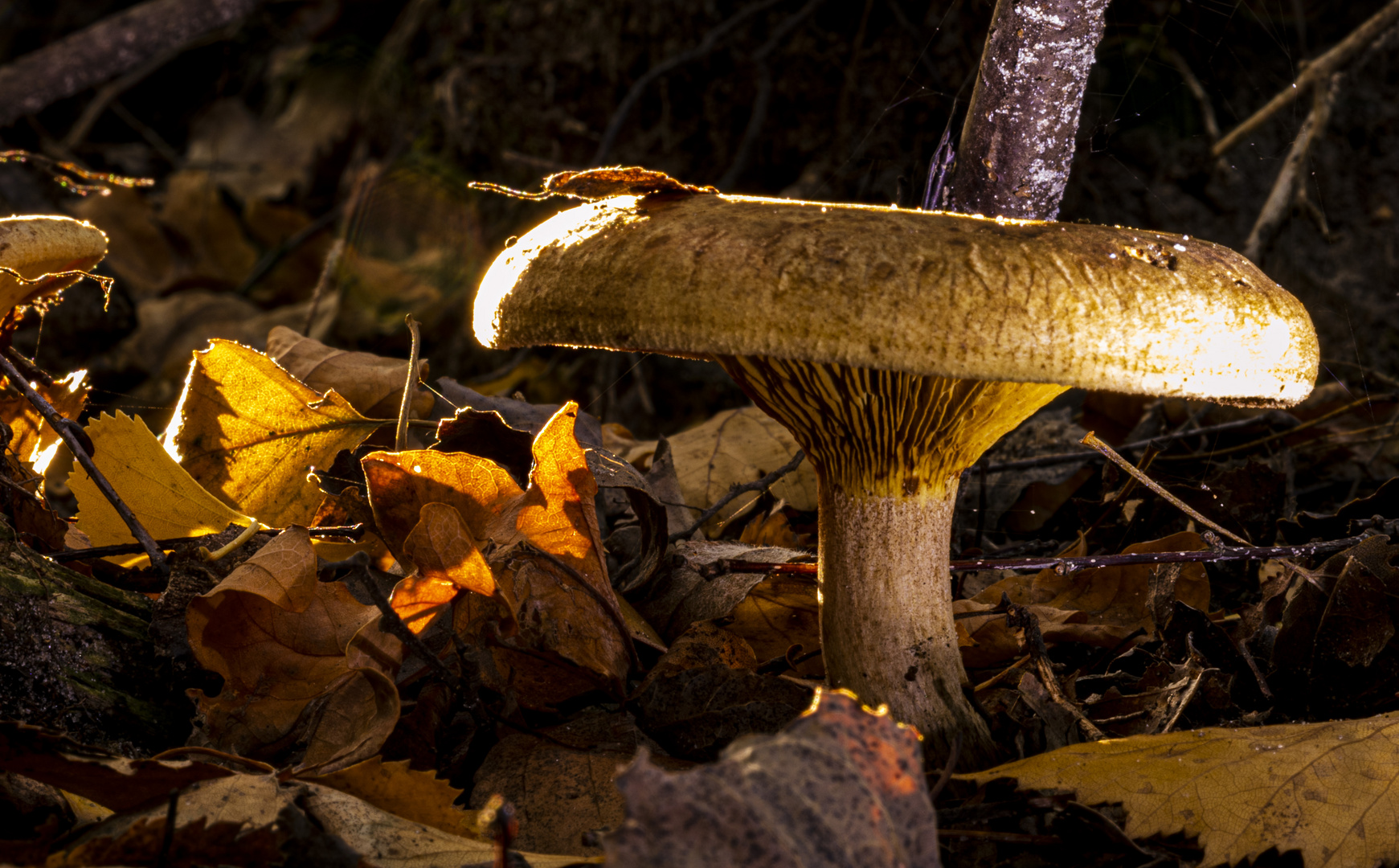 Pilze im Wald Foto & Bild | pflanzen, pilze & flechten, pilze & flechten, fotos Bilder auf ...