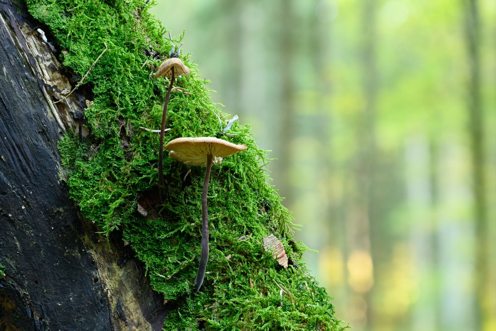 Pilze im Wald Foto & Bild | pflanzen, pilze & flechten, landschaft, pilze & flechten Bilder auf ...