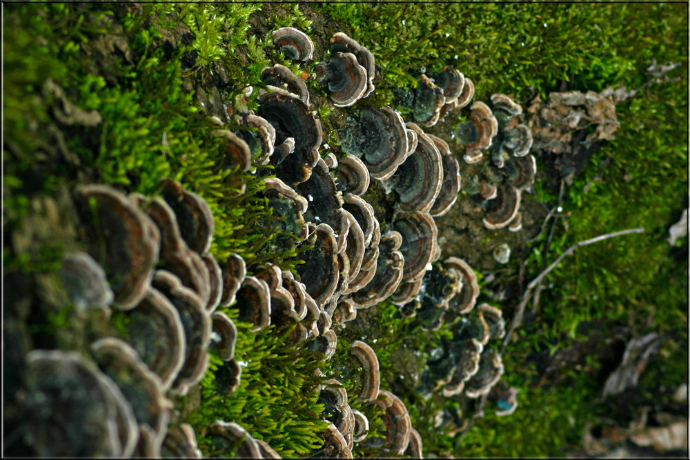 Pilze, Pilze, Pilze.... Foto & Bild | pflanzen, pilze & flechten, pilze & flechten, naturfotos ...