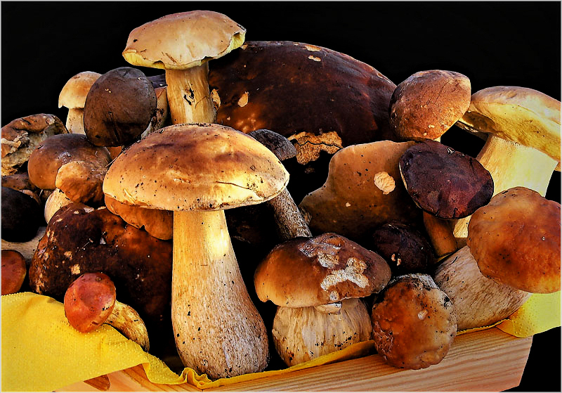 Pilze, Pilze, Pilze ... Foto & Bild | natur, herbst, pflanzen Bilder ...