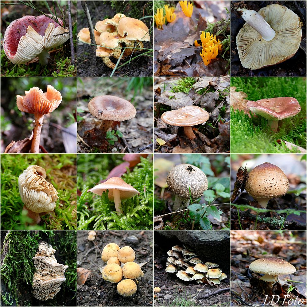 Pilze sammeln mit der Kamera Foto & Bild | pflanzen, pilze & flechten ...