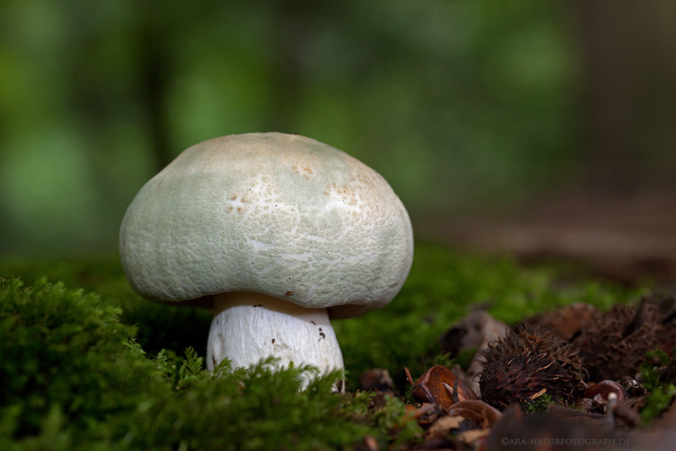 Pilze über Pilze ... Foto & Bild | pflanzen, pilze & flechten, pilze & flechten, pilze und ...