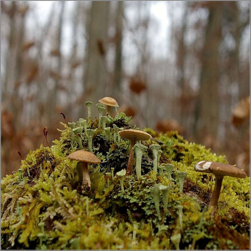 Pilze und Flechten Versuch X Foto & Bild | pflanzen, pilze & flechten, pilze & flechten, natur ...