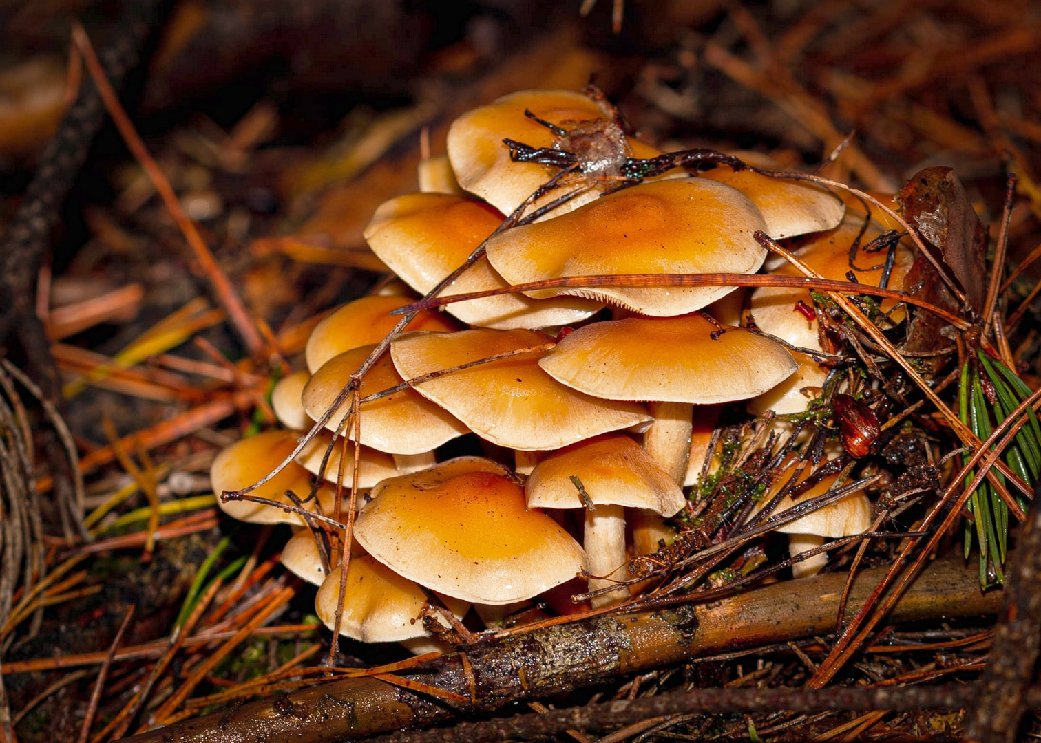 Pilze vom 13.10.19 Foto & Bild | pflanzen, pilze & flechten, blüten- & kleinpflanzen, pilze ...