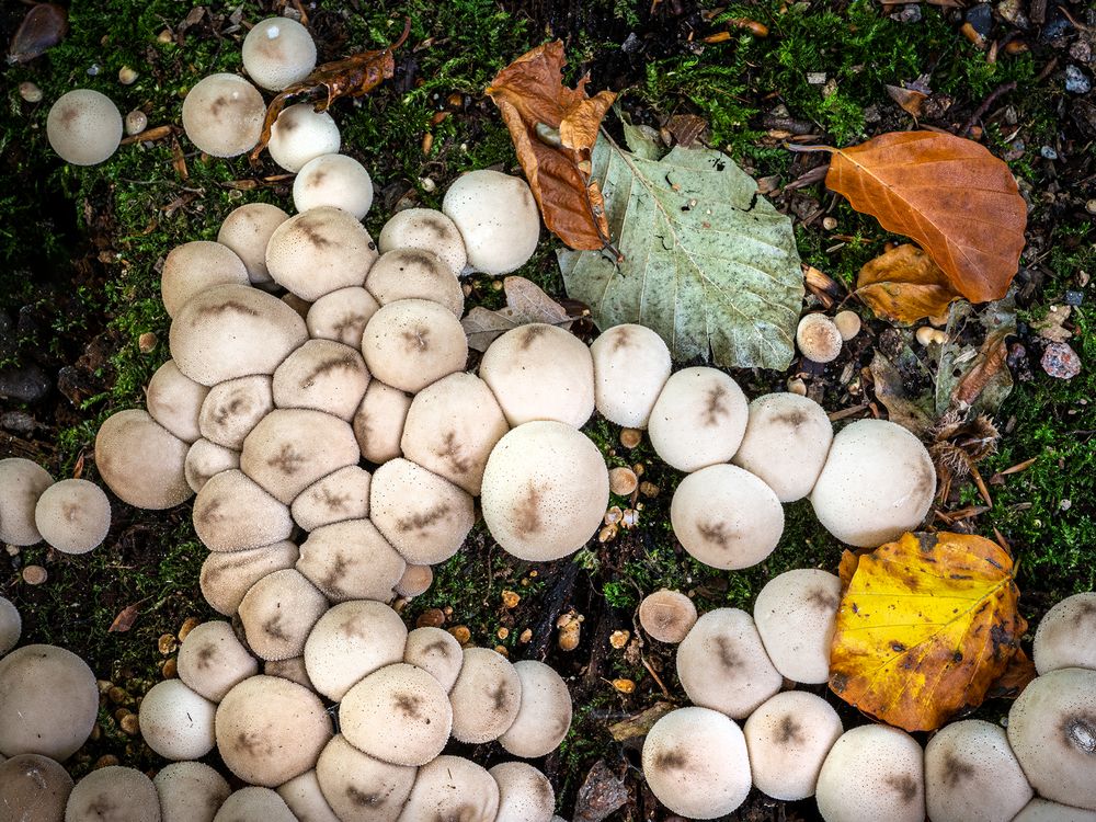 Pilze von oben I Foto & Bild | pflanzen, pilze & flechten, pilze & flechten, wald Bilder auf ...