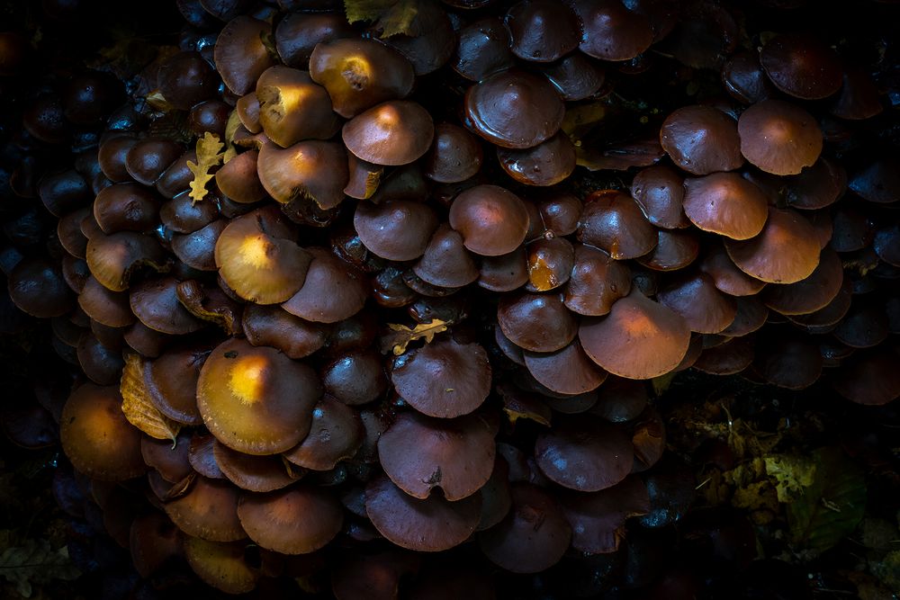 Pilze von oben III Foto & Bild | pflanzen, pilze & flechten, pilze & flechten, natur Bilder auf ...