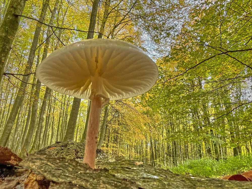 Pilze_0078 Foto & Bild | pflanzen, pilze & flechten, pilze & flechten, natur Bilder auf ...