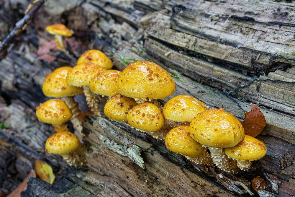 Pilze008102022 Foto & Bild | pflanzen, pilze & flechten, pilze & flechten, fotos Bilder auf ...