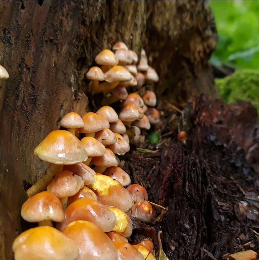 Pilze1 Foto & Bild | pflanzen, pilze & flechten, pilze & flechten, pflanzen Bilder auf fotocommunity