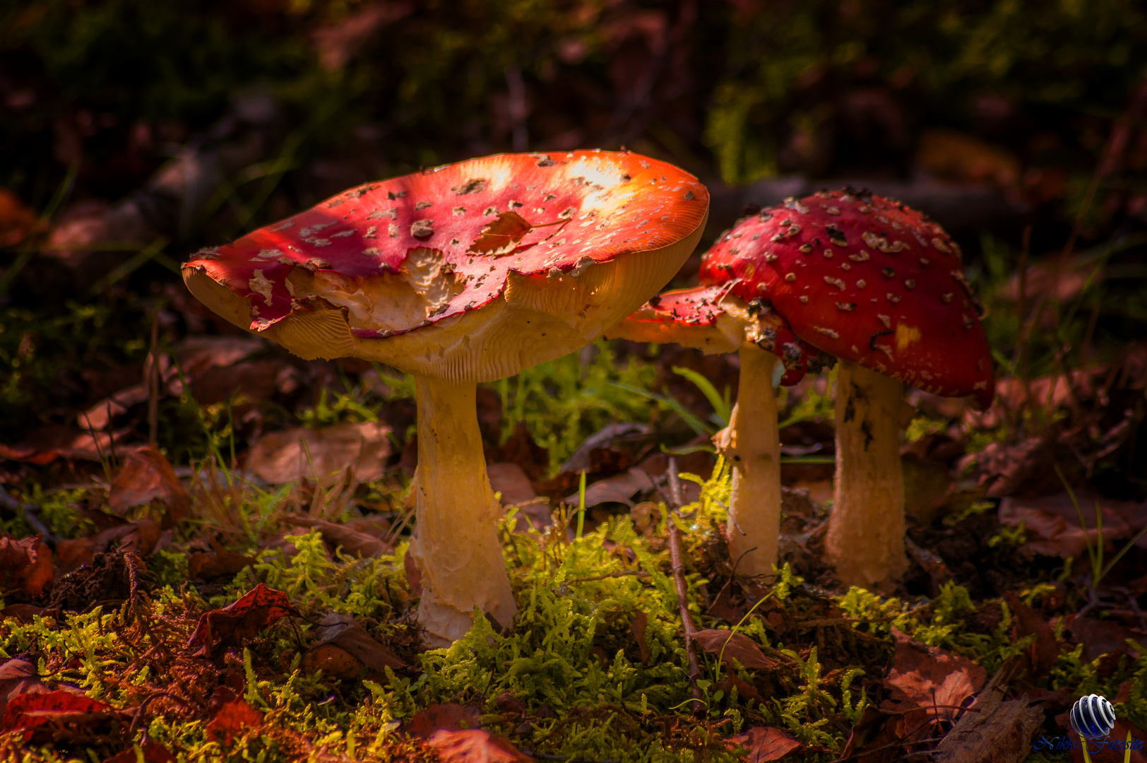 Pilzeeeee Foto & Bild | pflanzen, pilze & flechten, landschaft, pilze ...