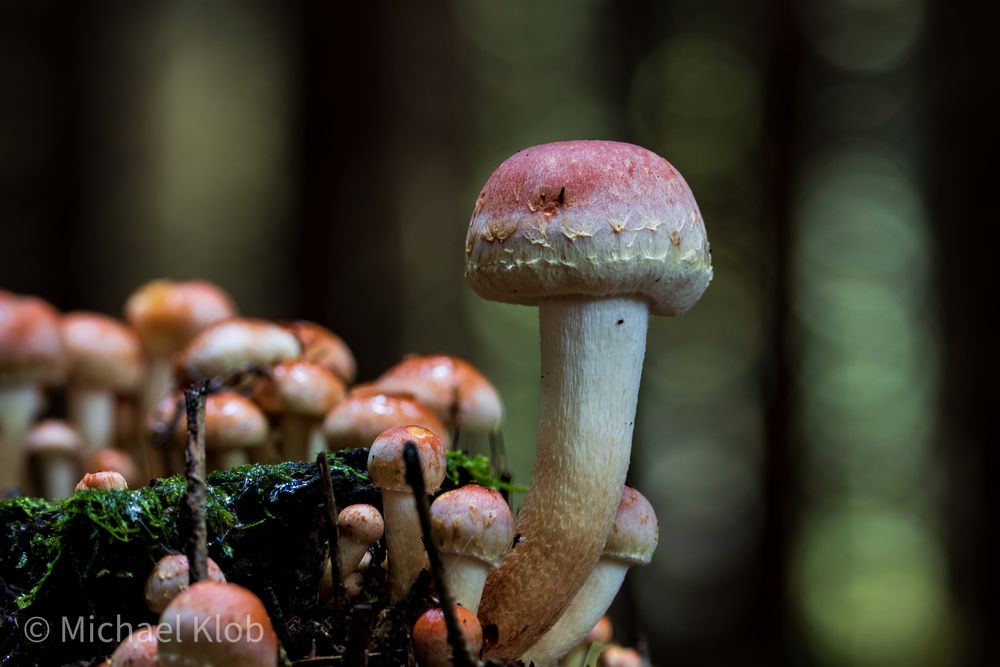 Pilzgruppe Foto & Bild | pflanzen, pilze & flechten, pilze & flechten, wald Bilder auf fotocommunity