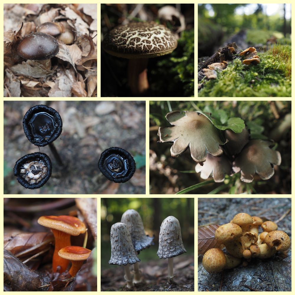 Pilziversum Foto & Bild | pflanzen, pilze & flechten, landschaft, pilze & flechten Bilder auf ...